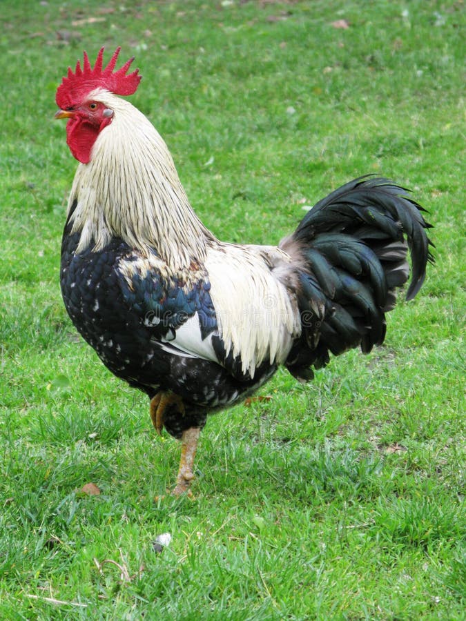 Hahn stockfoto. Bild von geflügel, ansicht, bauernhof - 5275106