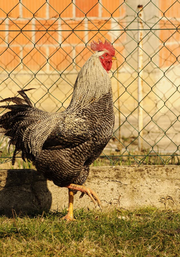 Hahn stockfoto. Bild von mann, geflügel, vogel, hahn - 53381564