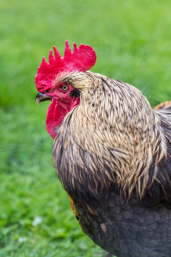 Hahn stockbild. Bild von henne, mann, huhn, schön, schnabel - 54488015