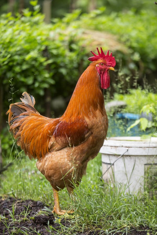 Hahn-Kopf stockfoto. Bild von bauernhof, domestiziert - 39006168
