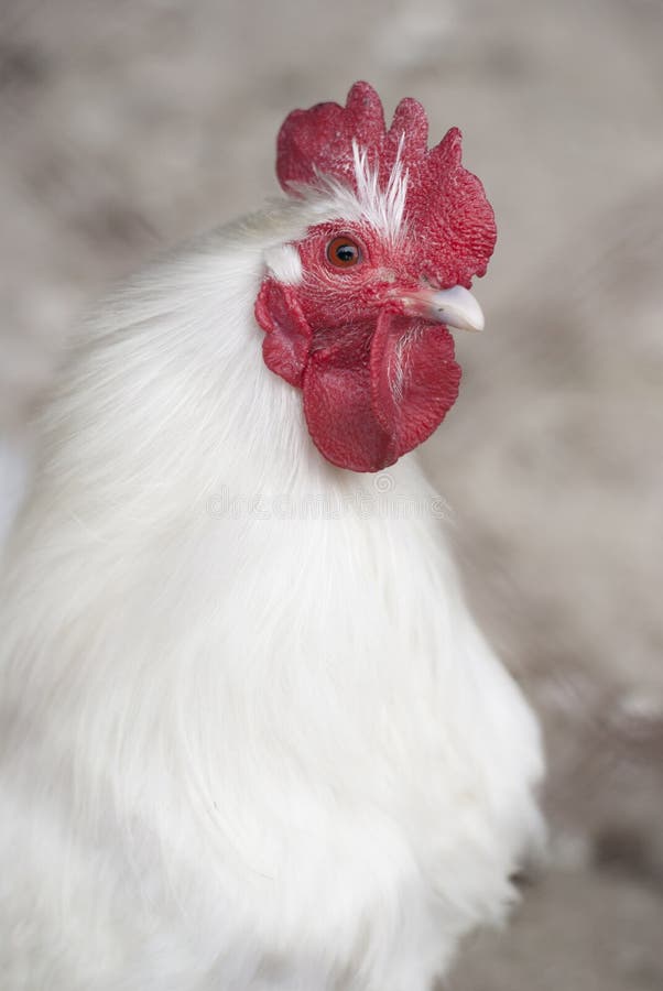 Hahn stockbild. Bild von molkerei, eier, vogelbauer, tier - 54832047