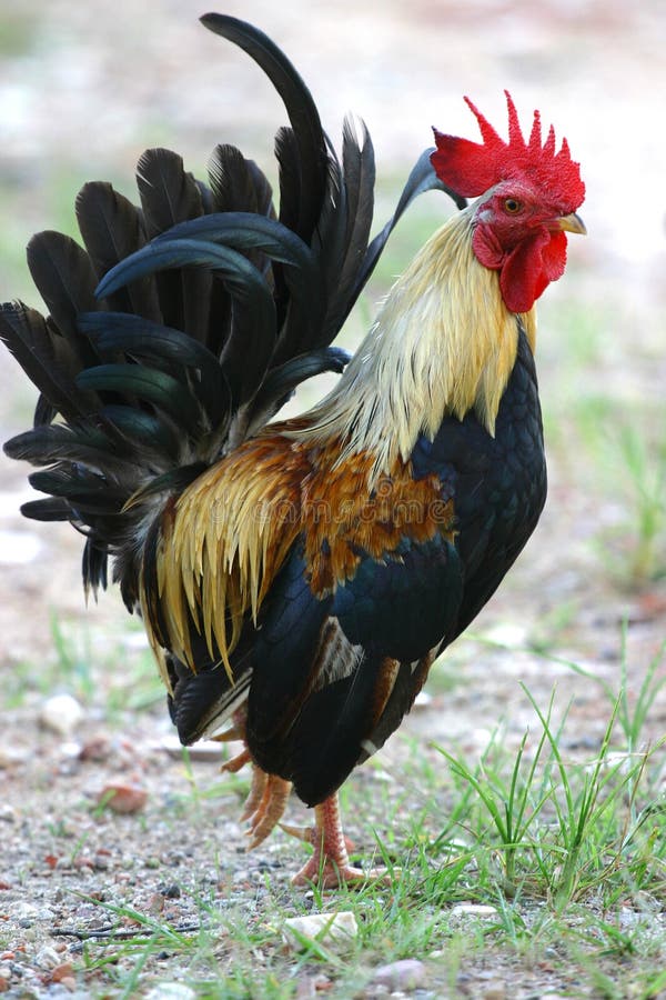 Hahn. stockfoto. Bild von kamm, huhn, kopf, feder, vögel - 568684