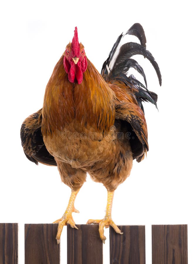 Hahn Singen Archivbilder - Abgabe des Download-499 geben Fotos frei