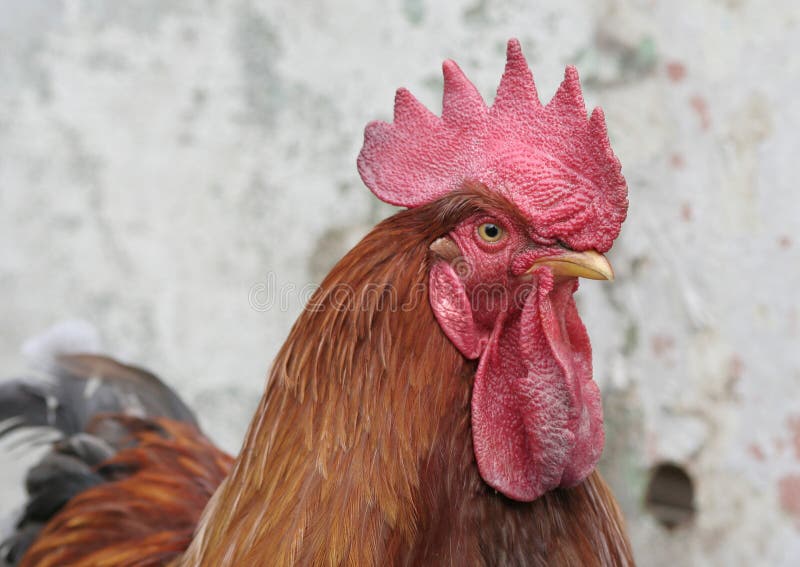 Hahnkopf stockbild. Bild von podium, kopf, ansicht, huhn - 368361