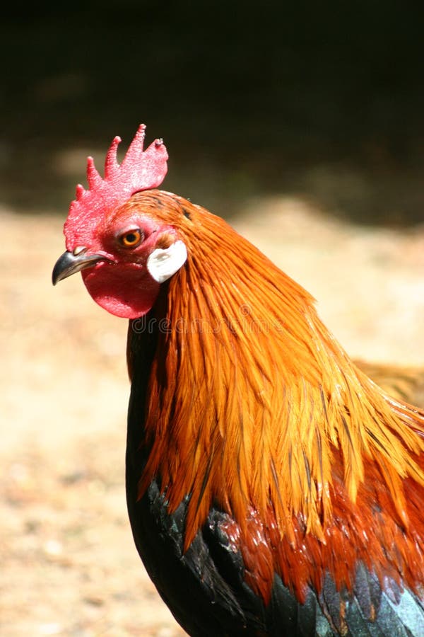 Hahn stockfoto. Bild von hell, feder, fleisch, tier, henne - 947202