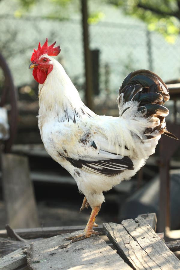 Hahn, Henne Und Huhn, Getrennt Stockbild - Bild von hintergrund ...