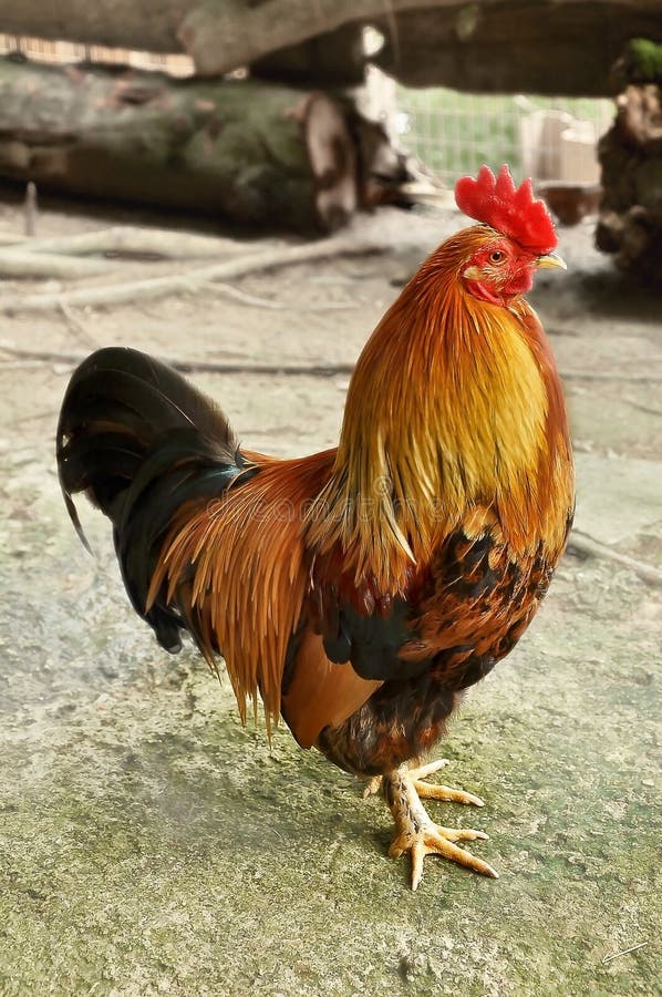 Cochin (Huhn). stockfoto. Bild von reinrassig, cochin - 39542946