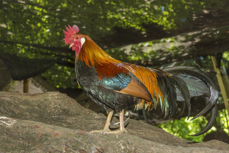 Hahn, Der Seine Bunten Federn Zeigt Stockfoto - Bild von hähnchen ...