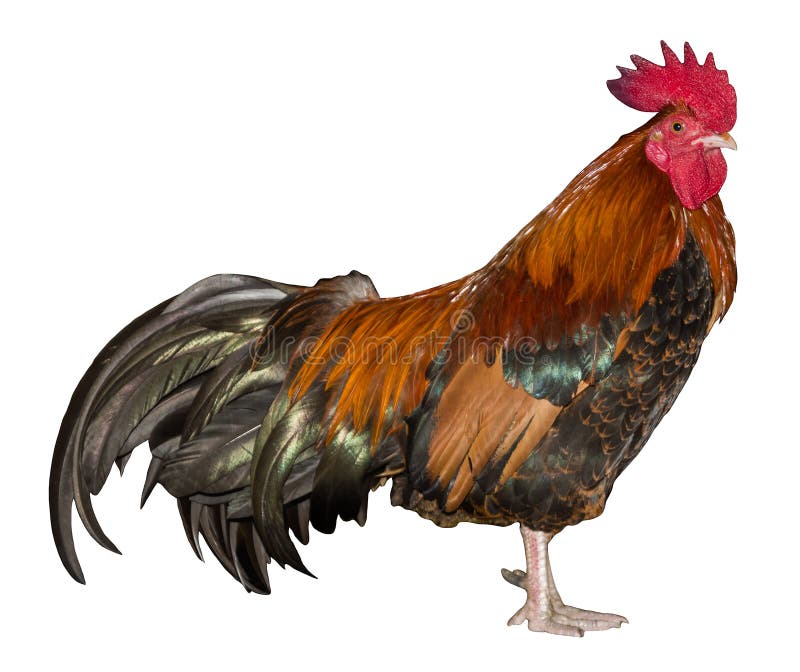 Hahn Symbol Stock-Fotos - Laden Sie 7,110 Royalty-Free Fotos herunter