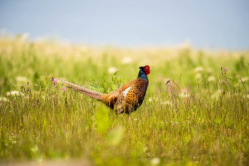 Hahn-Fasan stockbild. Bild von wildnis, farben, materialien - 73324963