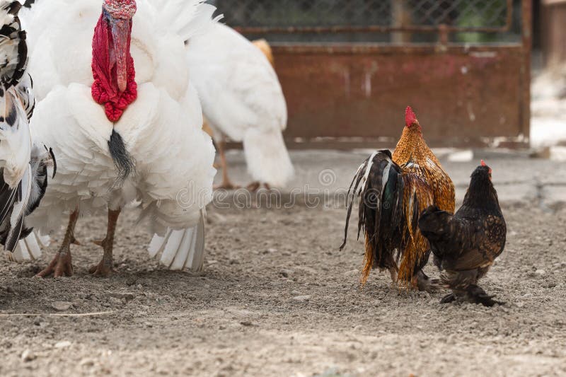 Hahn, Huhn und Truthahn stockbild. Bild von hennen, frei - 74103251