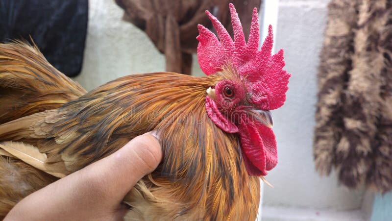 Hahn-Kopf stockbild. Bild von irak, hahn, hähne, tier - 29549045