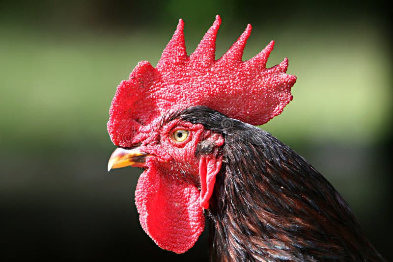 Hahn-Kopf stockfoto. Bild von bauernhof, domestiziert - 39006168