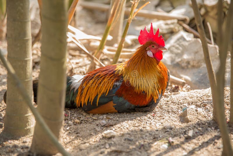 Hahn Mit Bunten Federn Auf Dem Boden Stockbild - Bild von geflügel ...