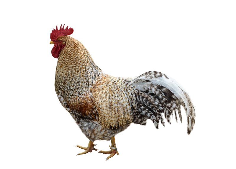 Hahn Federn Stockfotos und Bilder - Laden Sie 9,972 lizenzfreie Fotos ...