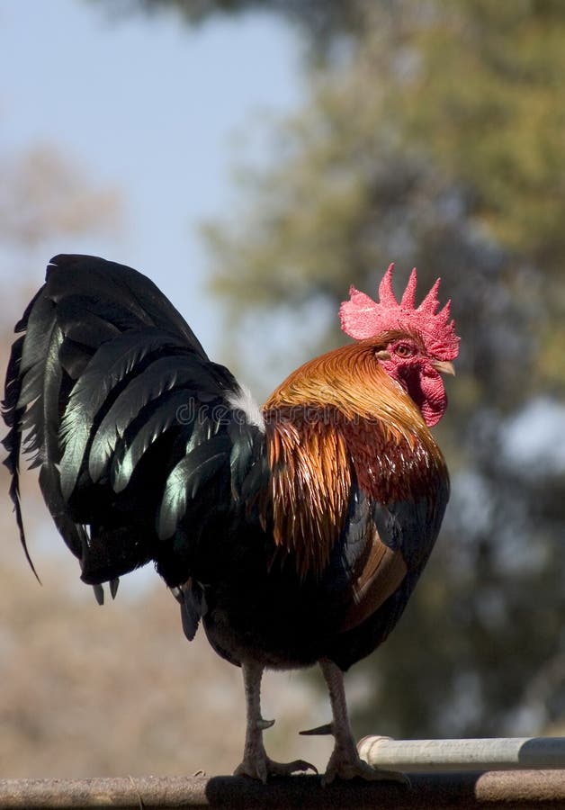 Hahn 2 stockbild. Bild von scheitel, tier, bauernhof, auswahl - 2640885