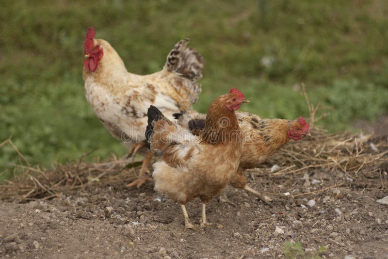 Huhn und Hahn stockbild. Bild von vögel, henne, bauernhof - 17390871