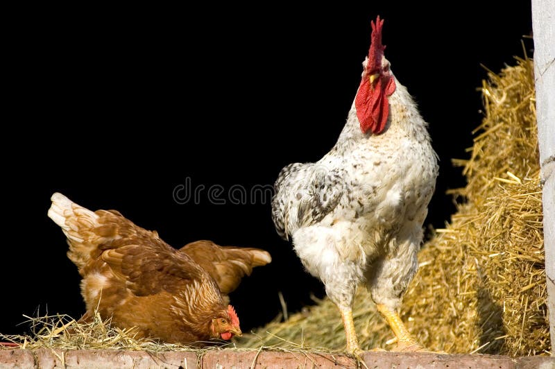 Hahn und Huhn stockfoto. Bild von huhn, hahn - 19296350