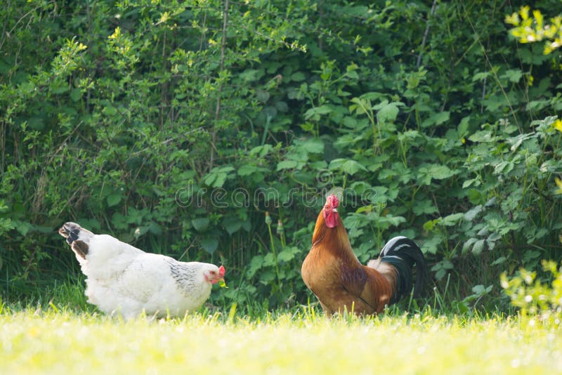 Huhn und Hahn im Freien stockbild. Bild von vögel, tiere - 64494645