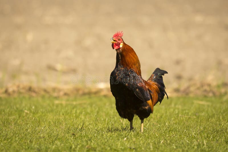 Schreiender Hahn stockbild. Bild von paar, küken, vogel - 55105831