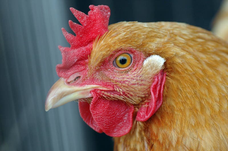 Hahnkopf stockbild. Bild von nahaufnahme, inländisch - 32185683