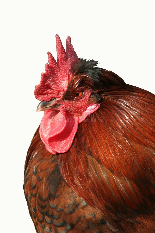 Hahnportrait stockbild. Bild von huhn, vogel, scheitel - 1422203