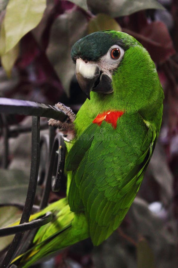 Hahns Macaw stock image. Image of mini, bird, avian, hangng - 50865169