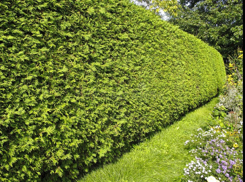 Haie d'if image stock. Image du horticulture, paysagiste - 16172293