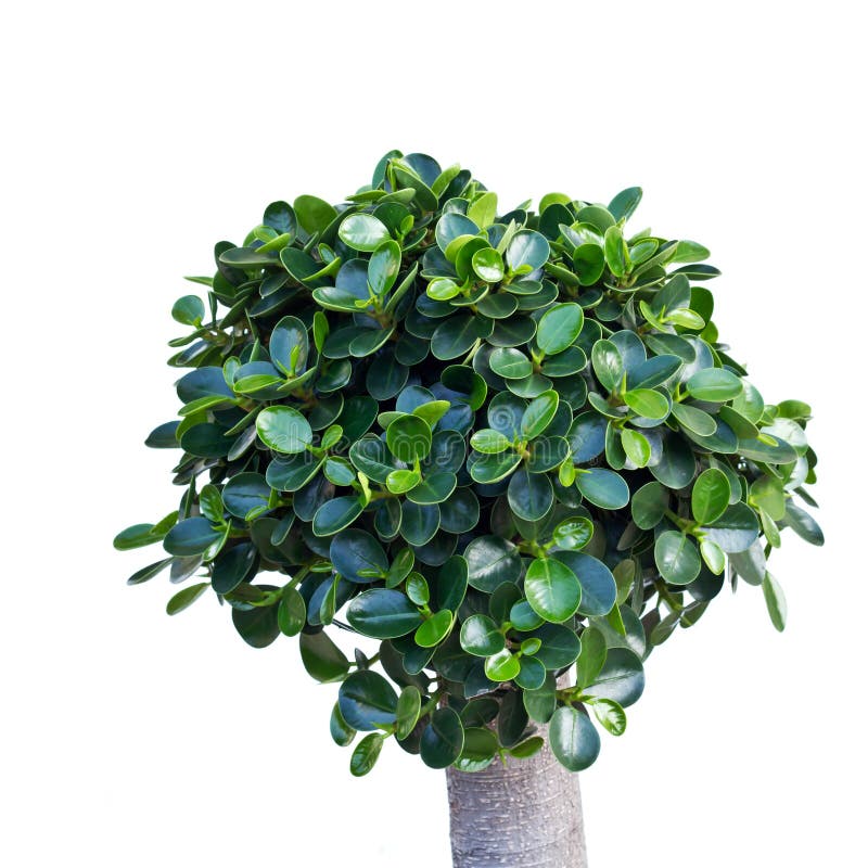 Haie verte photo stock. Image of foncé, jardin, vert - 32149856