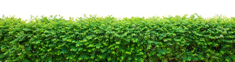 Haie verte image stock. Image du zone, fond, vert, haie - 43210547