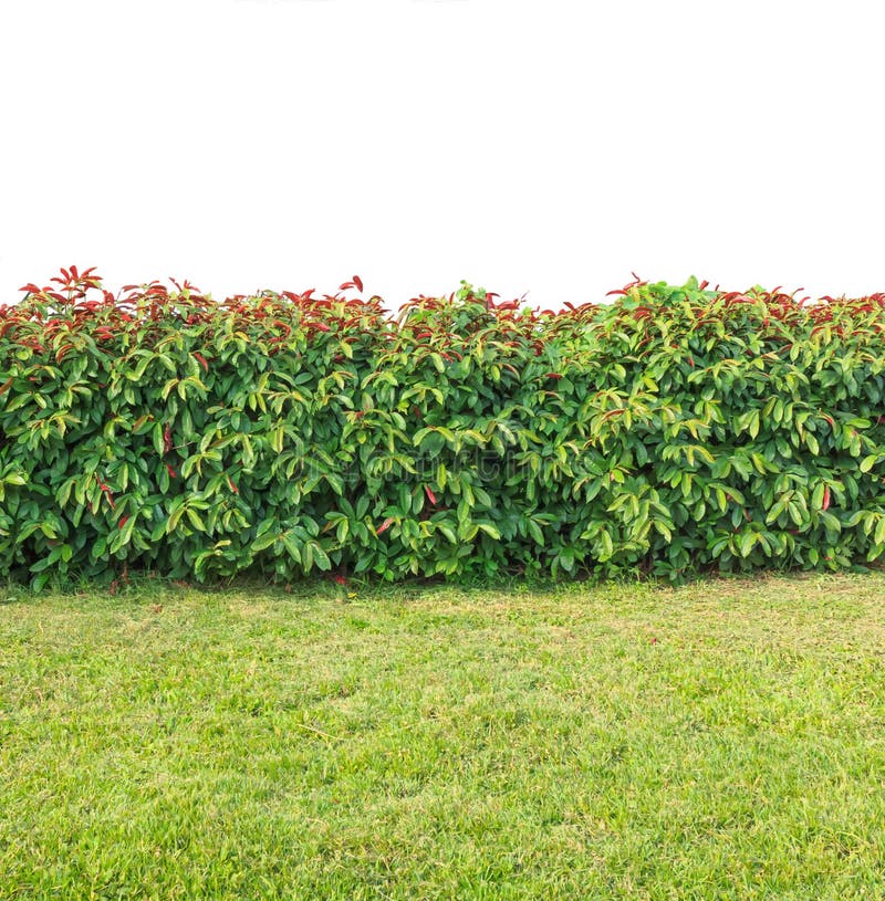Haie verte image stock. Image du zone, fond, vert, haie - 43210547