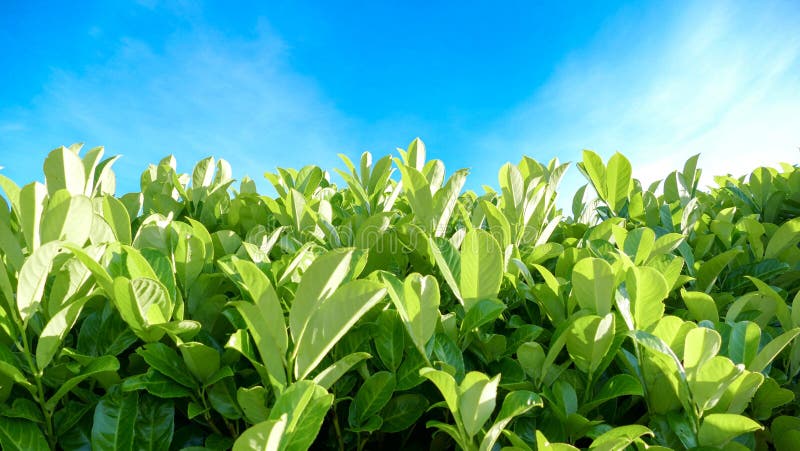 Haie verte photo stock. Image du bleu, centrale, barrière - 58351662