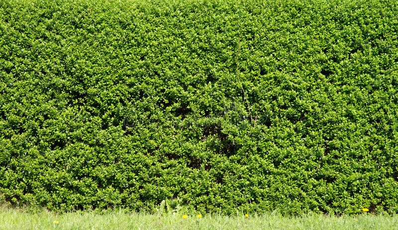 Haie verte image stock. Image du ressort, arbuste, fond - 60854979