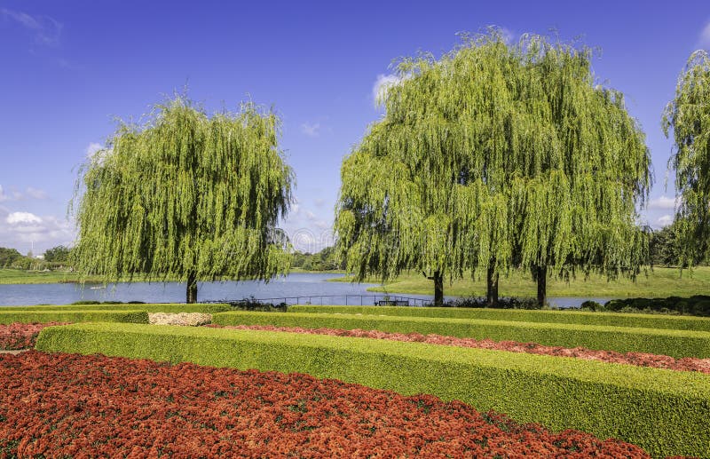 Haie verte avec des fleurs image stock. Image du extérieur - 35502611