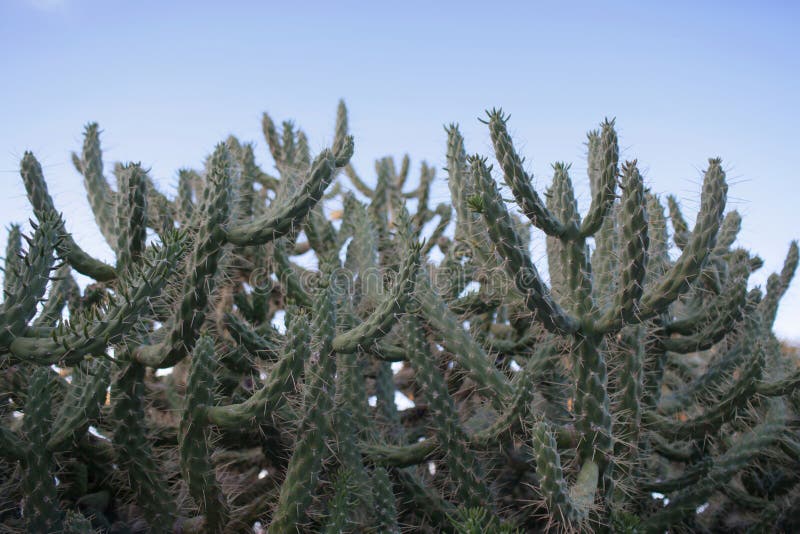 Haie Verte - Cactus, Cactus, Cactus En Nature Photo stock - Image du ...