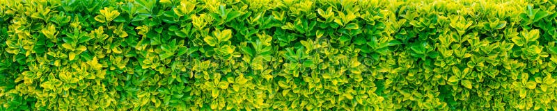 Haie Verte Et Jaune De Buisson Image stock - Image du arbustes ...