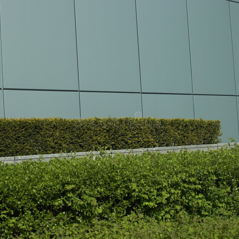 Haie verte Manicured image stock. Image du contemporain - 36775843