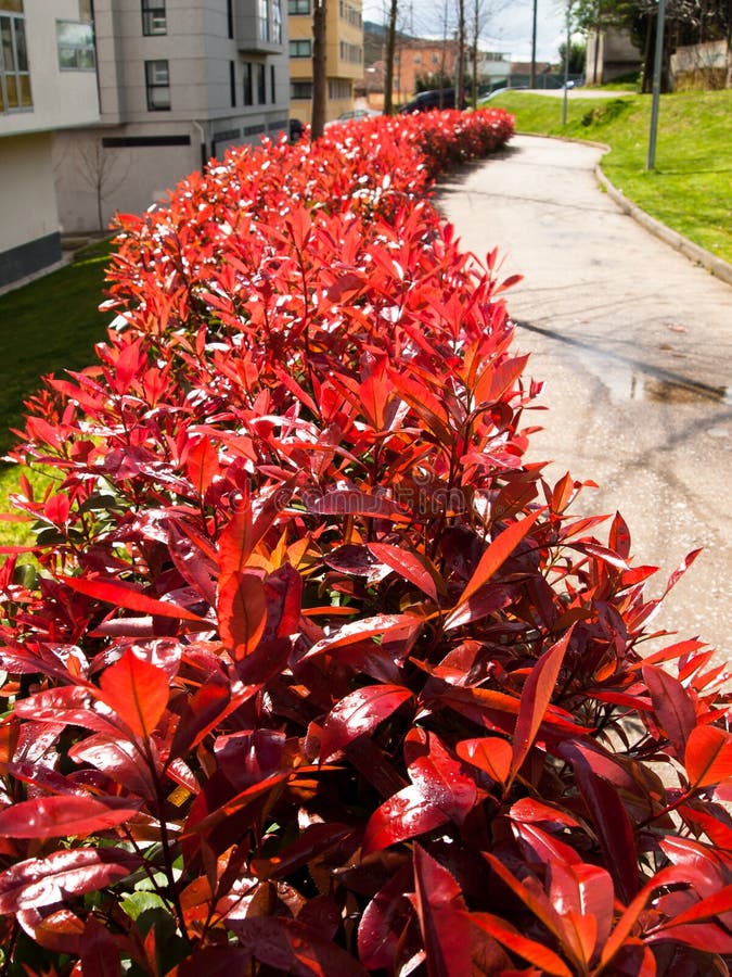 Haies rouges de route image stock. Image du route, destin - 18515125