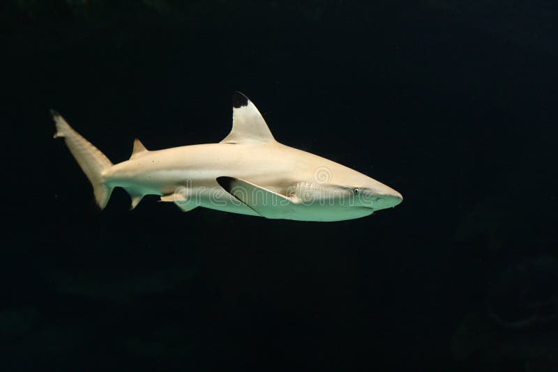 Haifisch stockbild. Bild von menge, haifisch, riff, mörder - 11406329