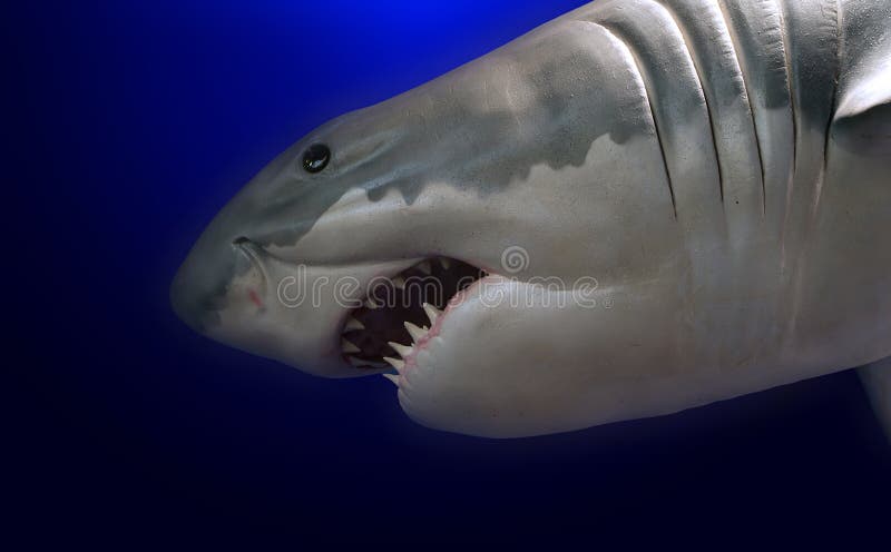Haifisch, Modell Eines Kopfes Stockbild - Bild von schnitt, kopf: 55415445