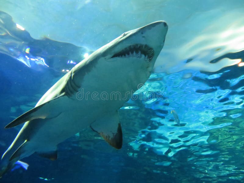 Haifisch stockfoto. Bild von fische, haifisch, ripley - 124298784