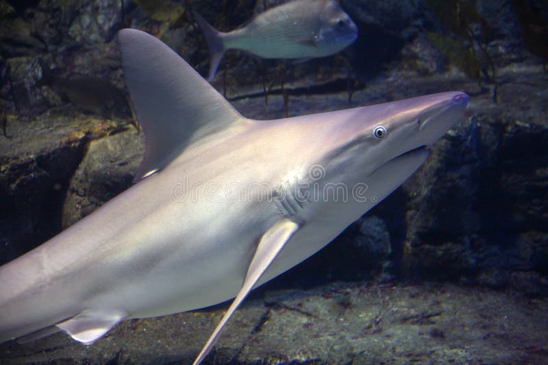 Haifischkopf stockfoto. Bild von wasser, schärfe, meer - 7804704