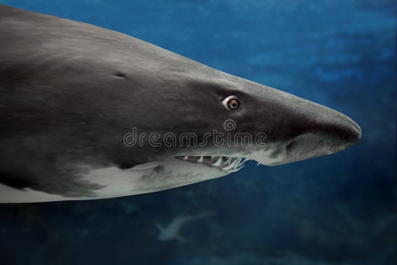 Haifisch stockfoto. Bild von tief, blau, auge, schwimmen - 15255496