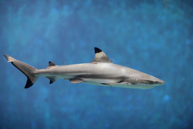 Haifisch stockfoto. Bild von schwimmen, marinesoldat - 17905484