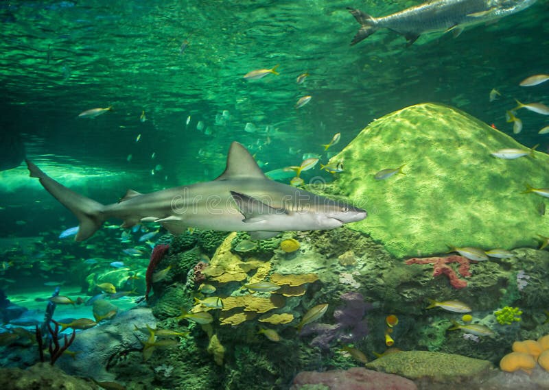 Haifisch stockfoto. Bild von wild, koralle, meer, nave - 34533186