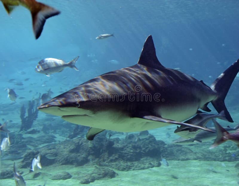 Haifisch stockbild. Bild von aquarium, koralle, schnorchel - 350075