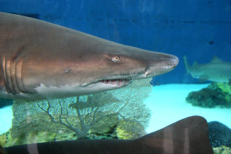 Haifisch stockbild. Bild von ozean, aquarium, umgebung - 470439
