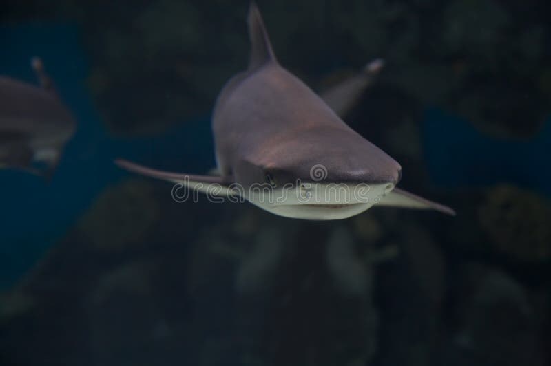 Haifisch. stockbild. Bild von polinesien, reef, leben - 5103639