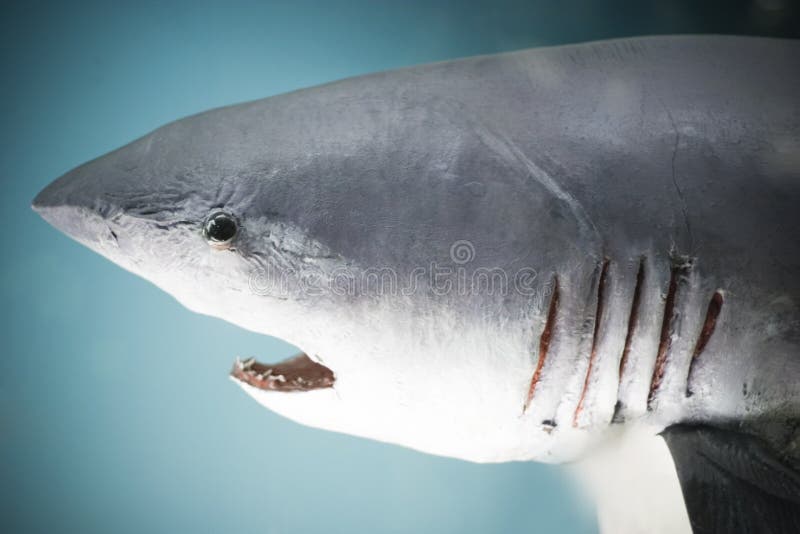Haifisch stockbild. Bild von haifische, tauchen, sturzflug - 6018973
