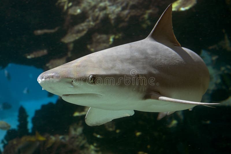 SurfaceShark stockbild. Bild von haifisch, marine, meer - 1479369